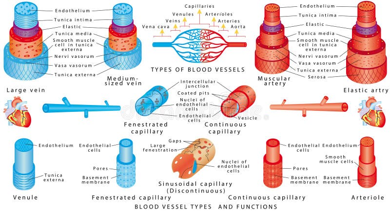 Slagaders, Aders En Lymfeknopen Bij Hals Stock Illustratie ...