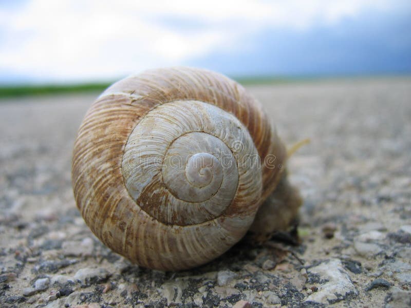Slak 3 stock afbeelding. Image of naughty, tuin, biologie - 1995829