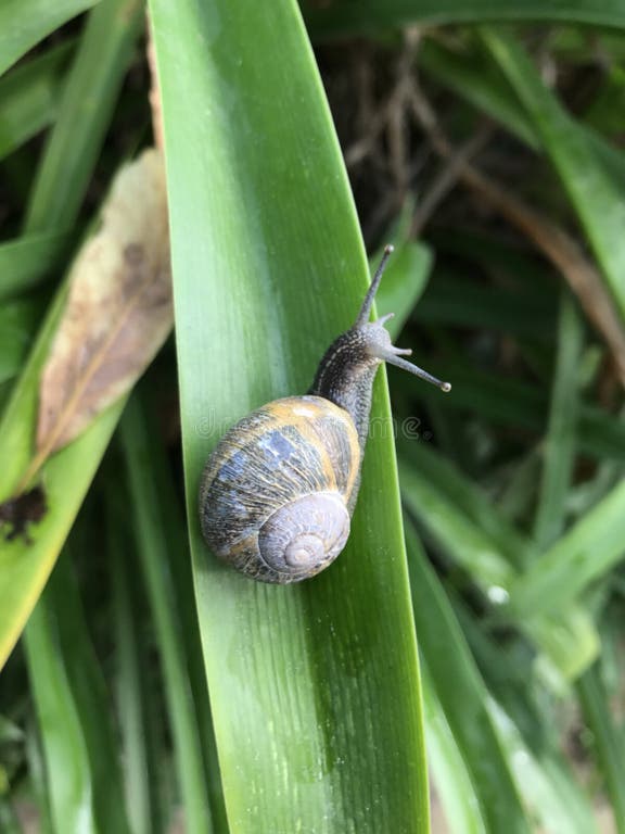 Slak stock foto. Image of vochtig, tuin, dier, slak - 102713784