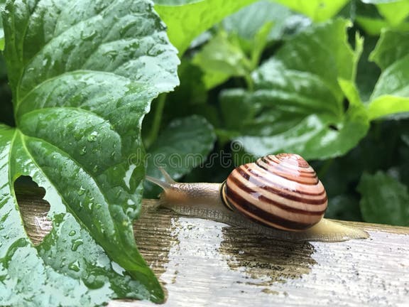 Slak stock afbeelding. Image of slak, tuin, hout, schelp - 119705337