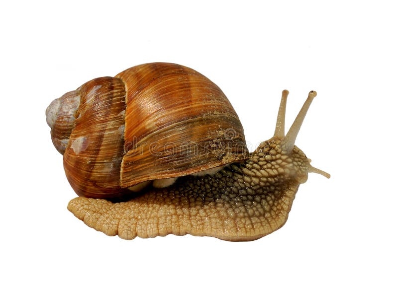 Slak stock afbeelding. Image of dier, macro, slijm, frans - 12502979