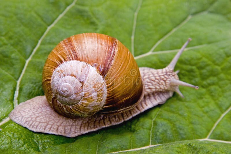 Slak stock afbeelding. Image of weiden, slak, macro, weekdieren - 13345649