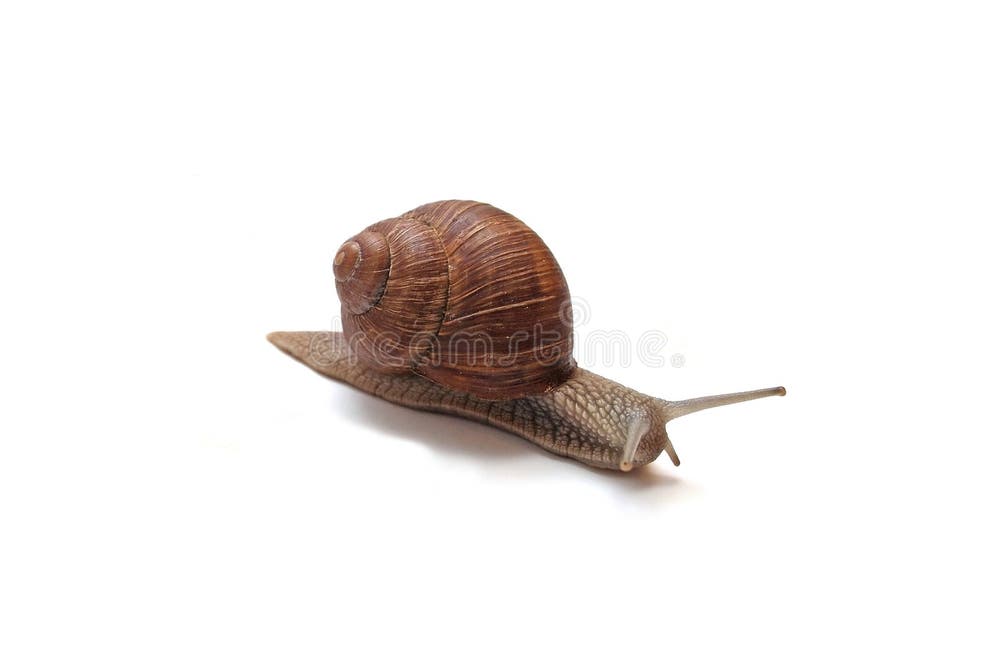 Slak stock foto. Image of dier, slijm, amfibieen, slak - 1449844