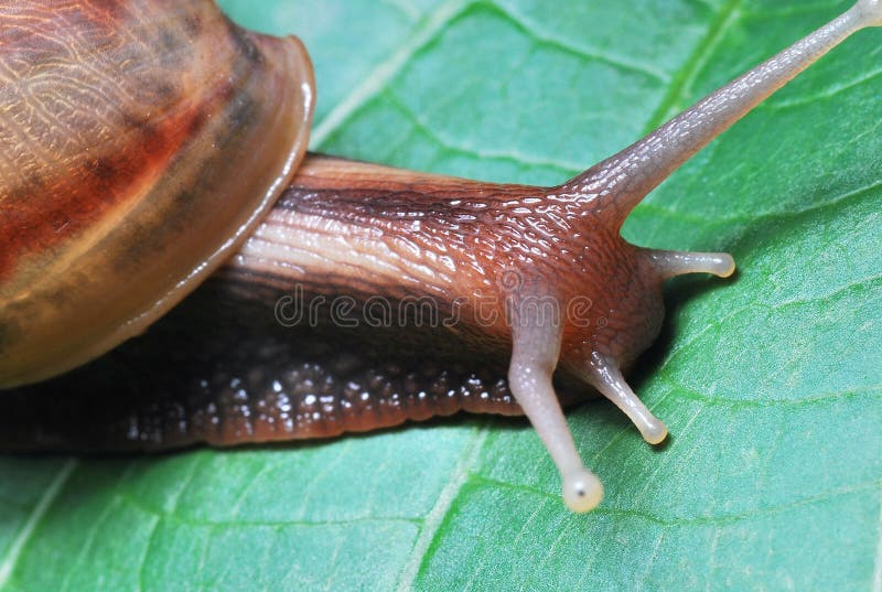 Slak stock foto. Image of zonsondergang, ongewervelde, gezicht - 373560