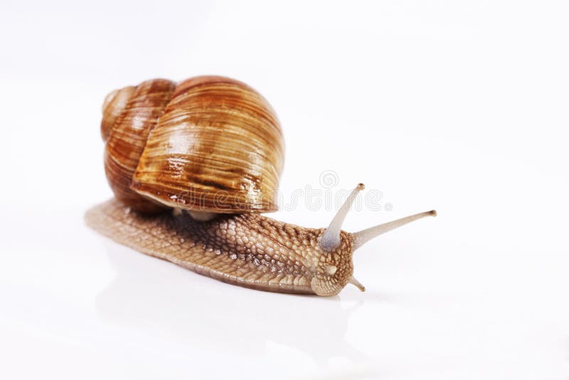 Slak stock afbeelding. Image of klein, weekdier, langzaam - 19556469