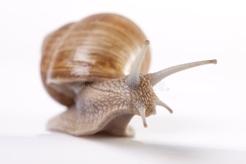 Slak stock foto. Image of achtergronden, voedsel, nave - 19556476