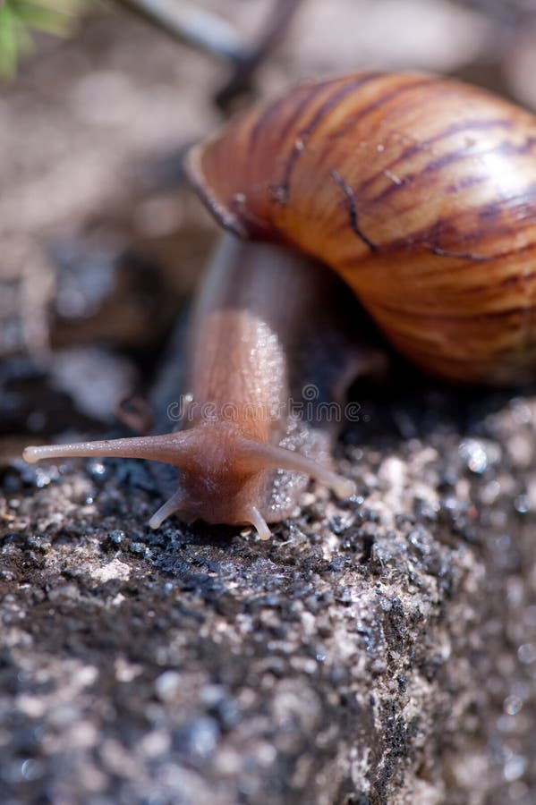 Slak 2 stock foto. Image of gemeenschappelijk, schelp - 10240326