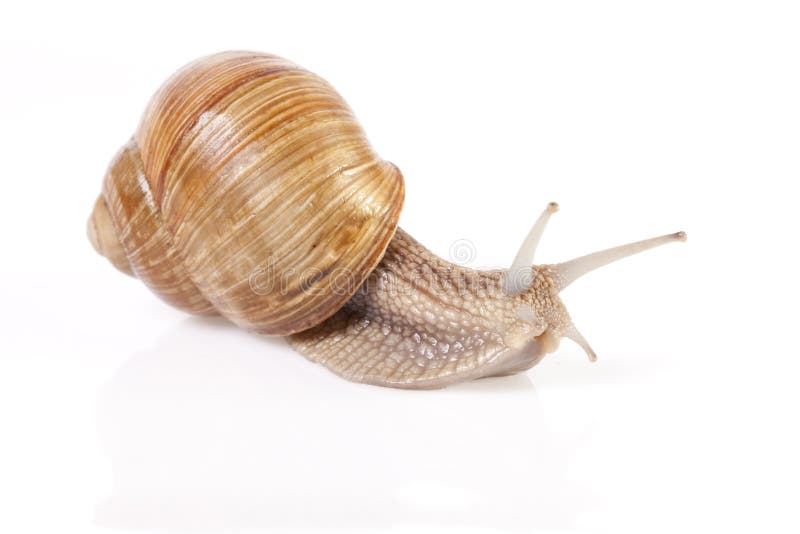 Slak stock foto. Image of slijmerig, langzaam, motie - 20440142