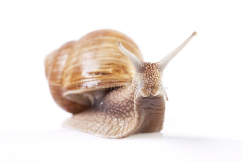 Slak stock foto. Image of slijmerig, langzaam, motie - 20440142