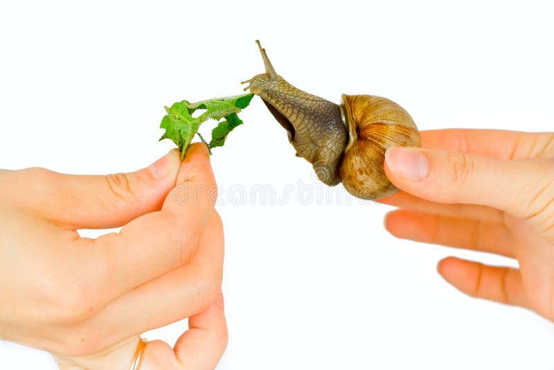 Slak stock afbeelding. Image of sluit, gras, nazarene - 2996493
