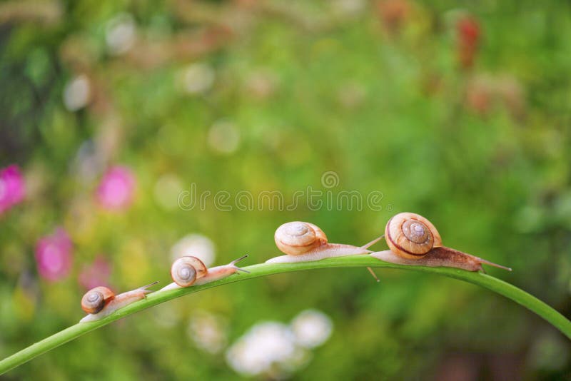 Slak stock foto. Image of naaktslak, weekdier, slijm - 32869246