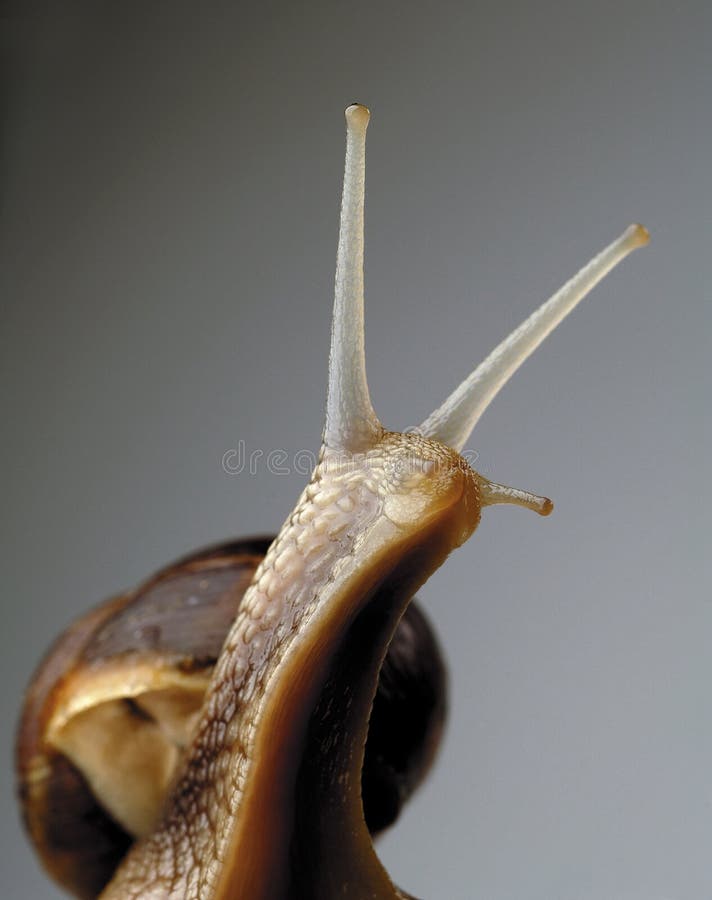 Slak stock foto. Image of zonsondergang, ongewervelde, gezicht - 373560