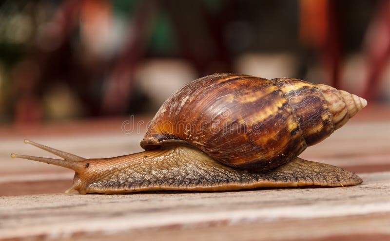 Slak stock afbeelding. Image of langzaam, karper, gang - 41399099