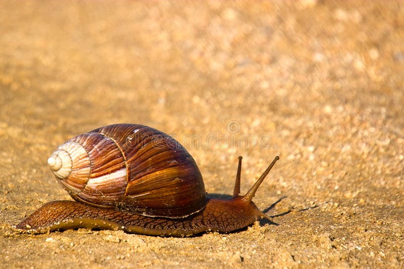 Slak, Spoor, En Spin - Zeer Ongebruikelijke Samenstelling Stock Foto ...