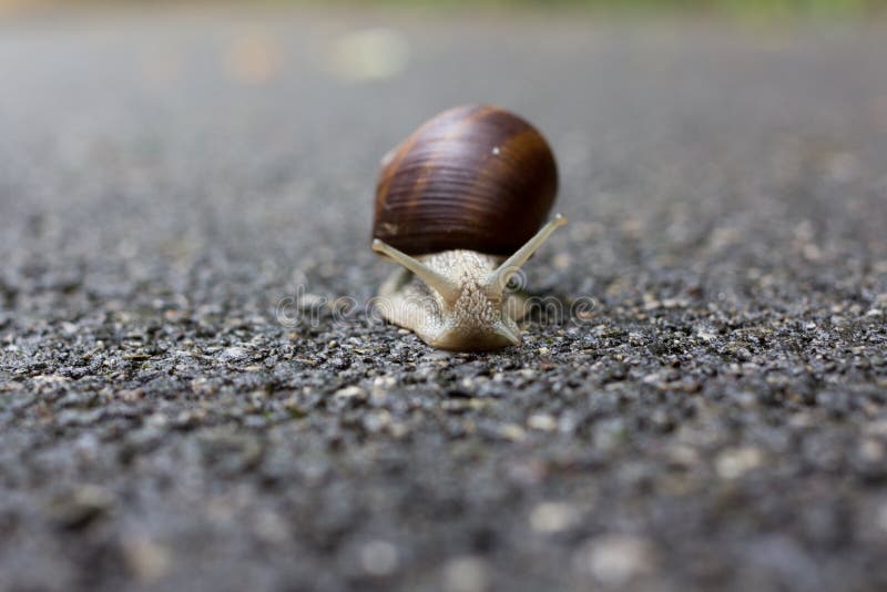 Slak stock foto. Image of macro, blad, seizoen, gebied - 42421182