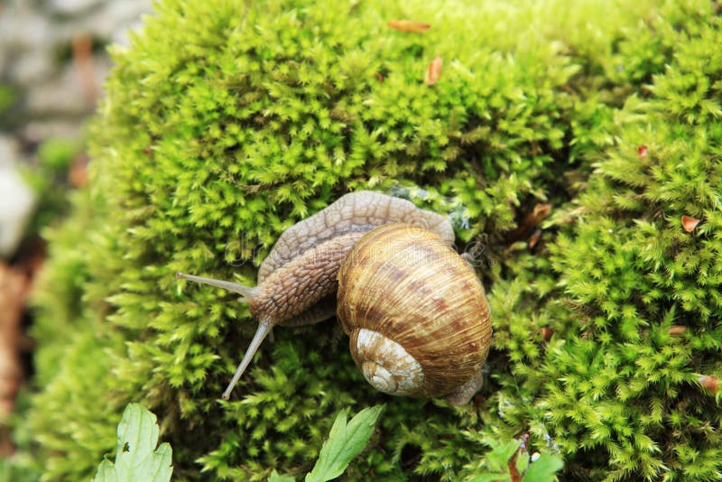 Slak stock afbeelding. Image of geneeskrachtig, dier - 28380999