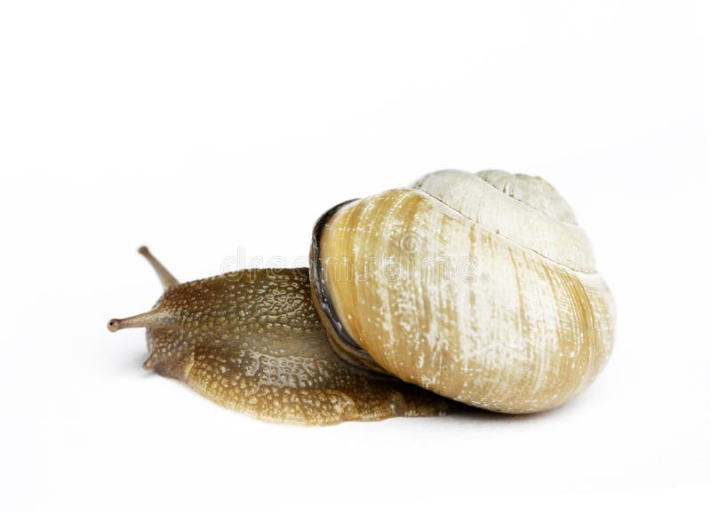 Slak stock afbeelding. Image of langzaam, macro, kleur - 6476047