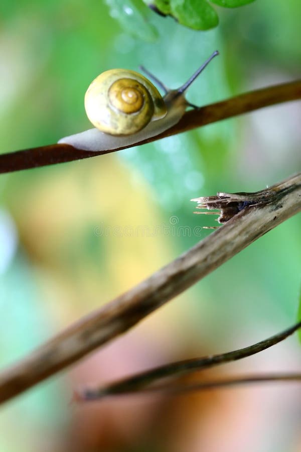Slak stock foto. Image of skandinavisch, gras, hoofd, dier - 724244