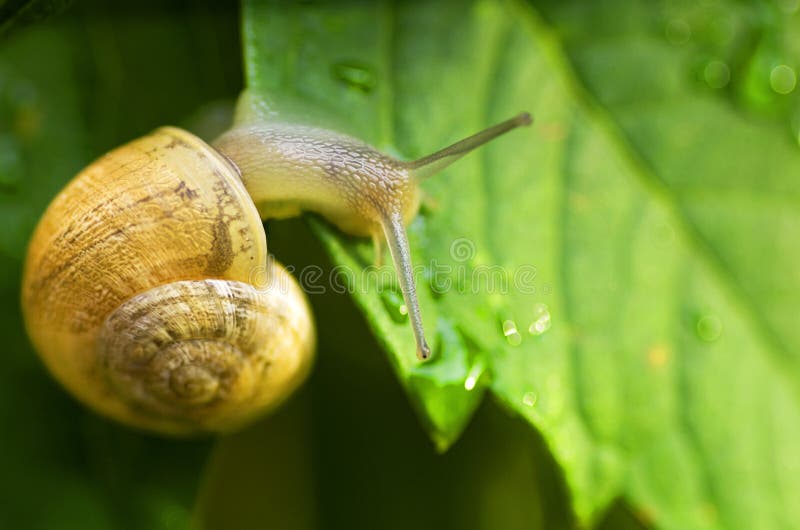Slak stock afbeelding. Image of tuin, regen, salade, nave - 73600329
