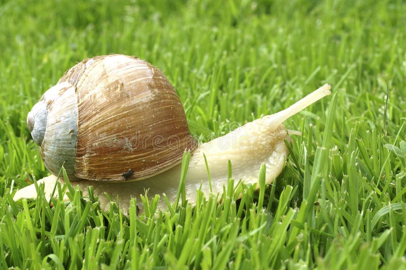 Slak stock afbeelding. Image of dier, nave, achtergrond - 805741