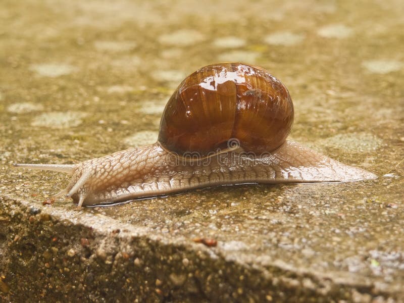 Slak stock afbeelding. Image of snelheid, slakken, naaktslak - 9268641