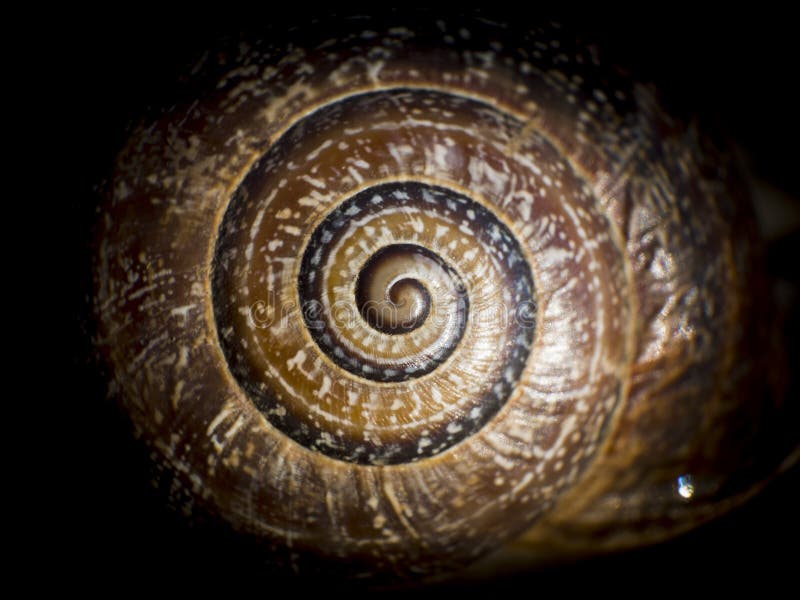 Slak Natuurlijke structuur stock afbeelding. Image of eenvoud - 127479755