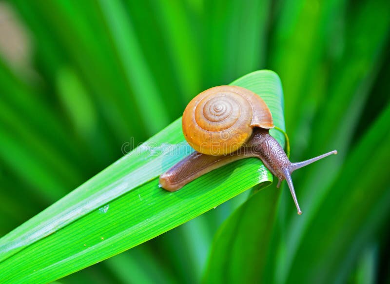 Slak op slablad stock foto. Image of bruin, tijd, nave - 21723628