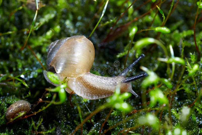 Slak op mos stock foto. Image of dier, naaktslak, groen - 29417118