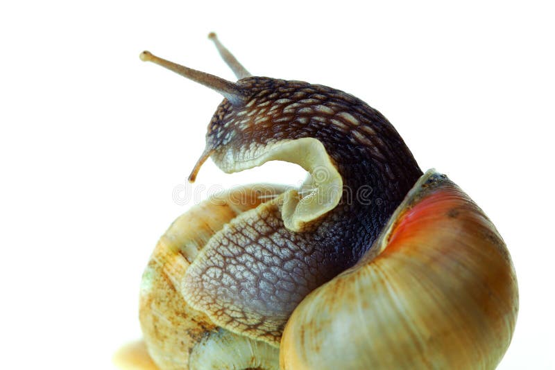 Slakken stock afbeelding. Image of tuin, gelukkig, macro - 14170649