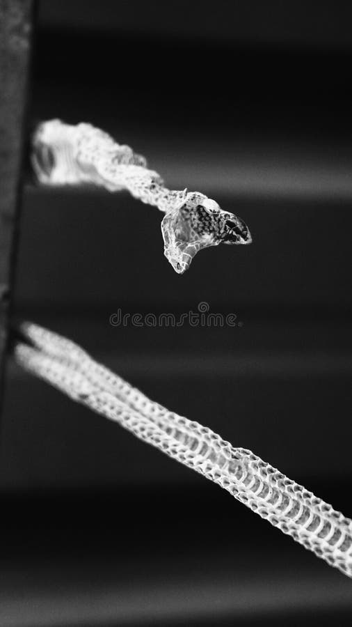 Slang stock foto. Image of slang, huid, hangen - 107010062