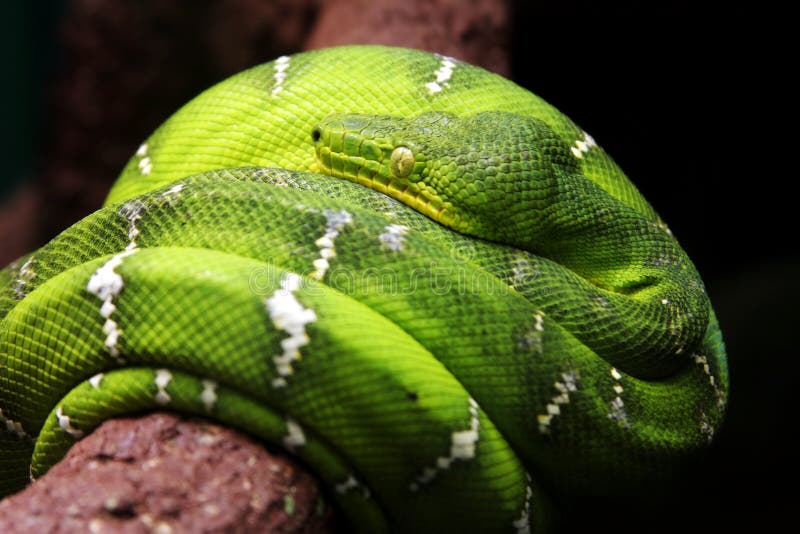 Slang in Terrarium - Groene Rattenslang Stock Foto - Image of roofdier ...