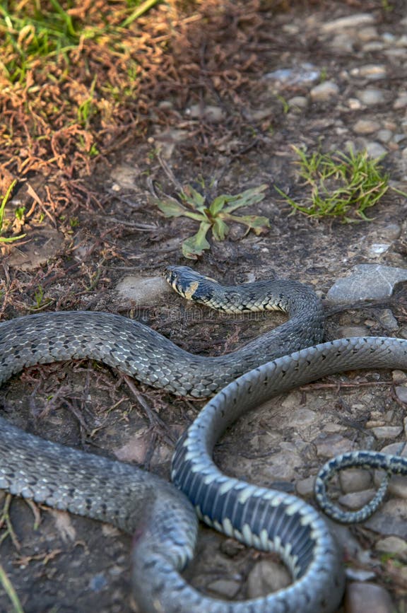 Slang stock foto. Image of buiten, roofdier, zomer, aquatisch - 107854770