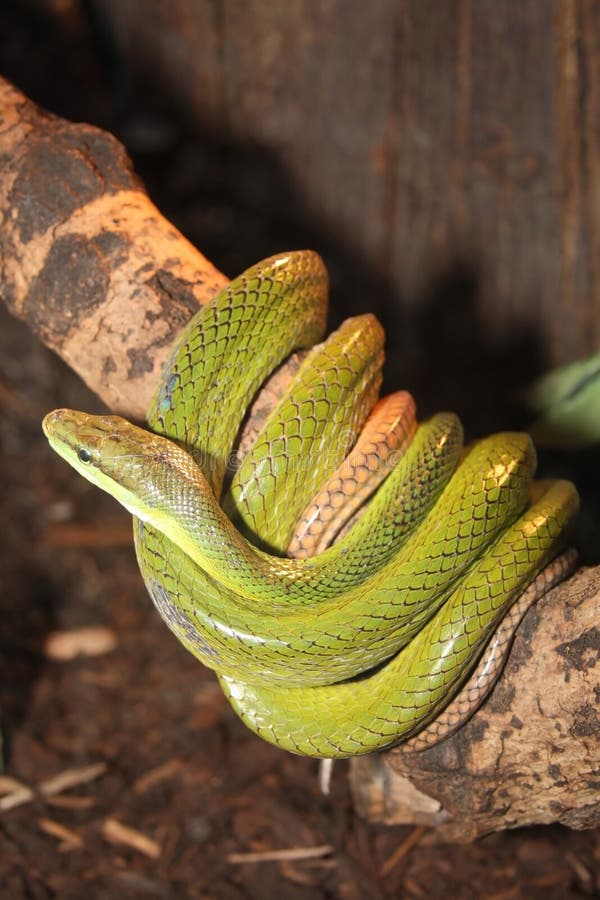 De Groene Slang Van De Boom, Punctulatus Dendrelaphis Stock Foto ...