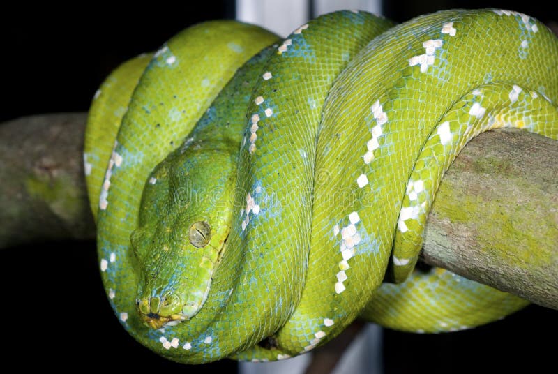 Gele slang stock foto. Image of geklets, behandeling, macht - 1427088