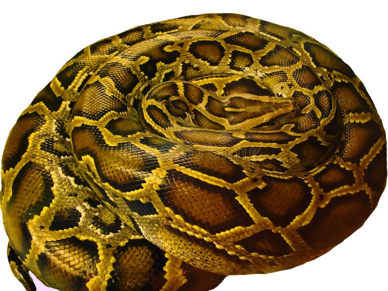 Zeer Eng Opgerolde Ratelslang Stock Foto - Image of adder, slang: 159698970