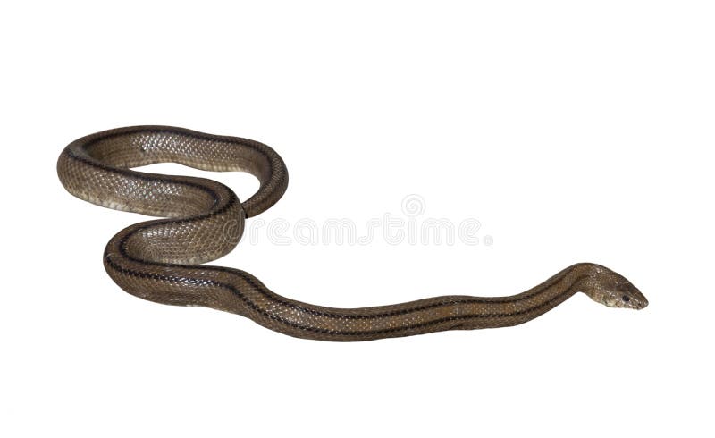 Slang stock foto. Image of wild, dier, gevaar, roofdier - 19484416