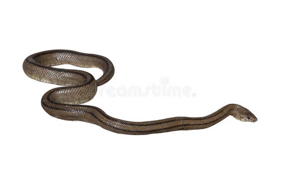 Slang stock foto. Image of wild, dier, gevaar, roofdier - 19484416
