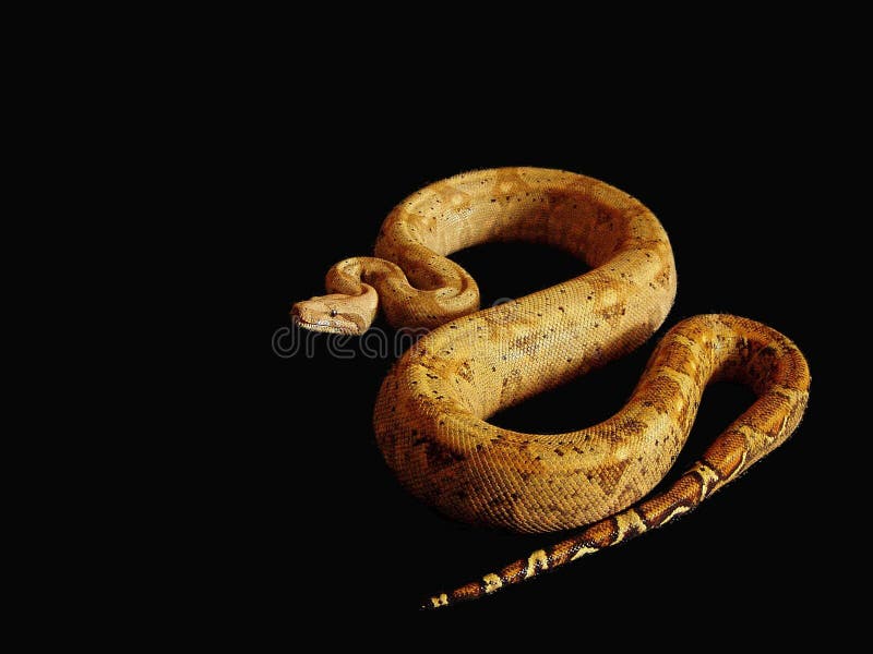 Gespikkelde Mexicaanse Melkslang Stock Foto - Image of rood, patroon ...
