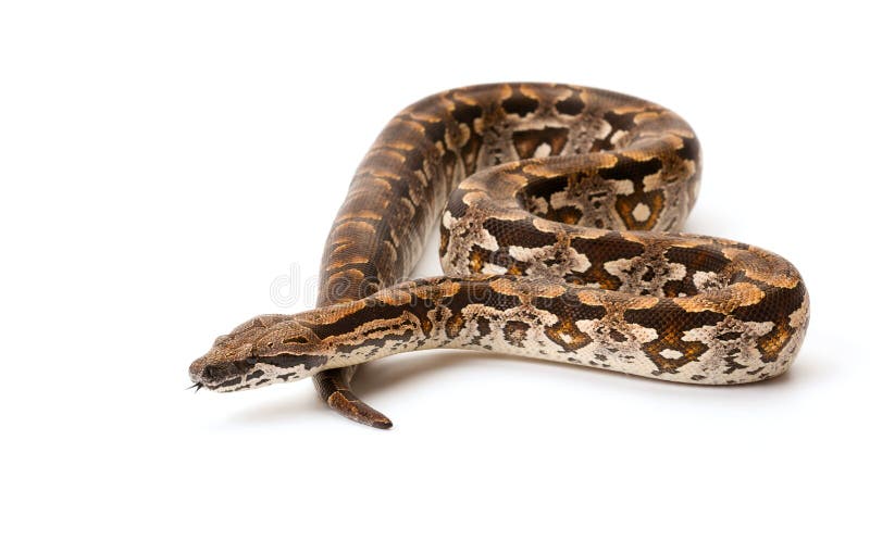 Rode Slang Op Witte Achtergrond Stock Foto - Image of gewervelde ...