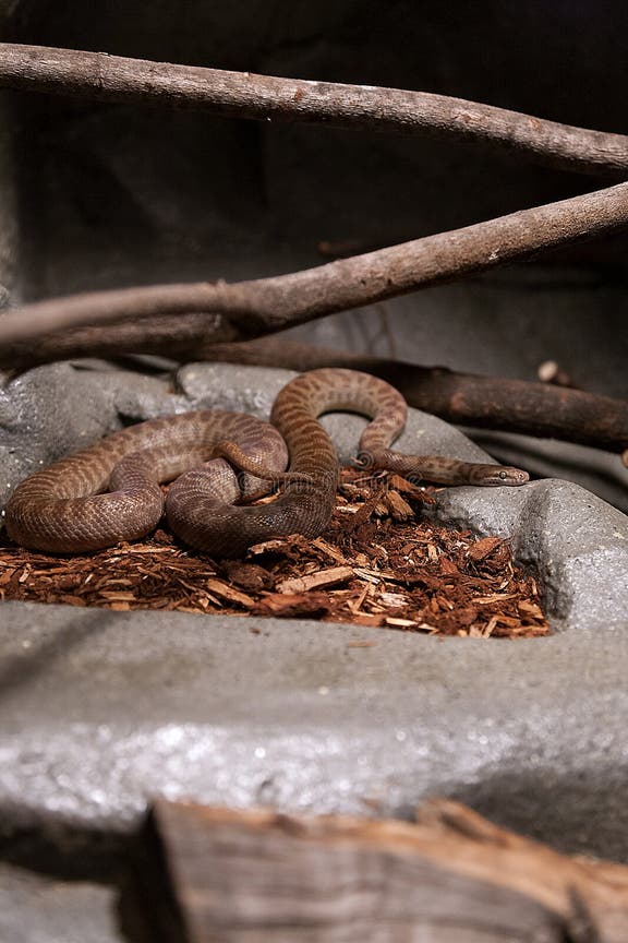 Slang stock afbeelding. Image of huid, slang, nesten - 58726315