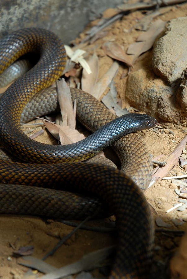 Slang stock foto. Image of jacht, bruin, doden, australië - 8181354