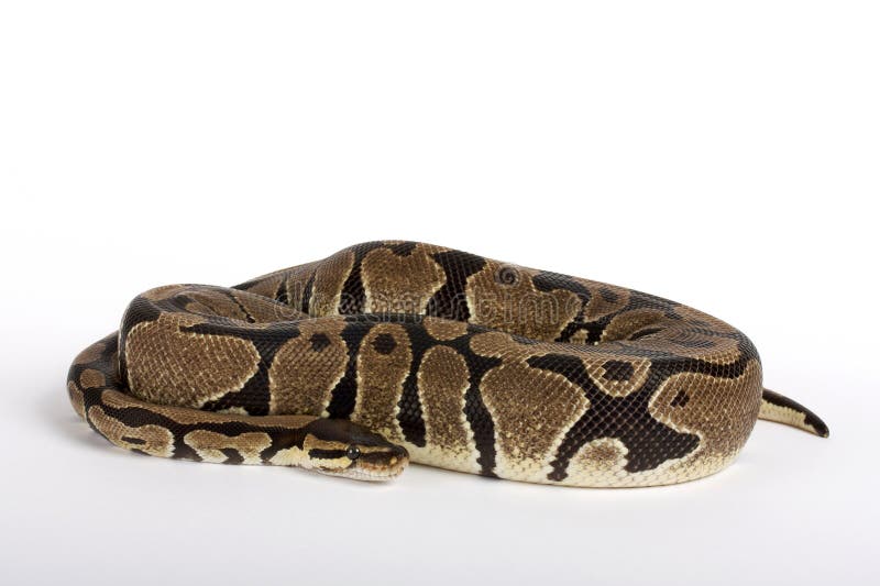 Roodgeringde ratelslang stock afbeelding. Image of rood - 19851247