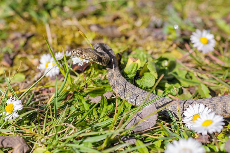 Slang, adder stock afbeelding. Image of hoektanden, koude - 53965133