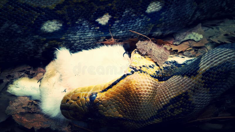 Slang die een dier eten stock afbeelding. Image of zoogdier - 69534517