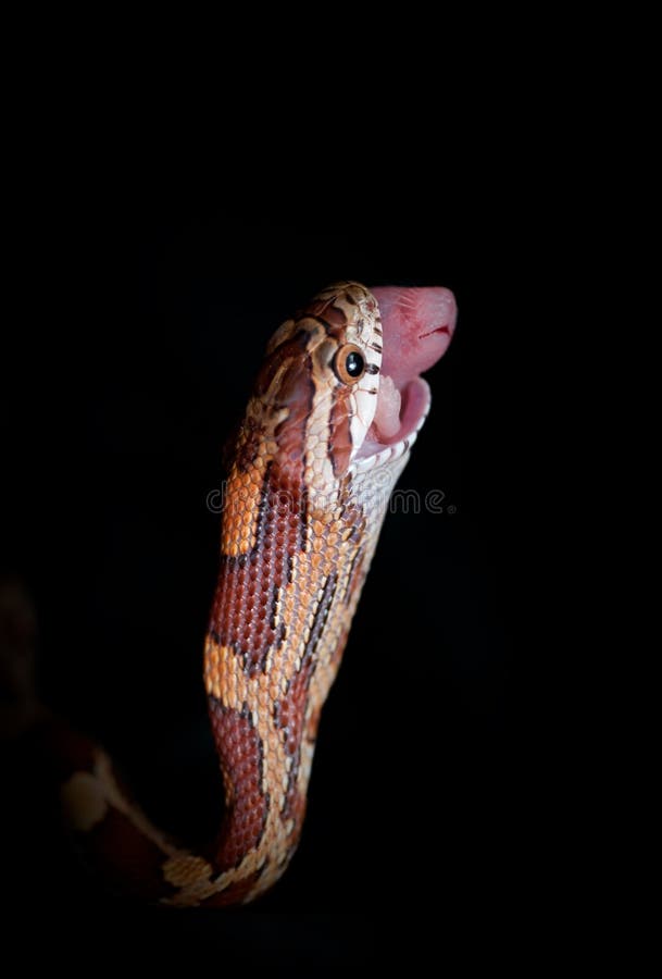 Slang eet muis stock foto. Image of jeugd, eten, nave - 7598242
