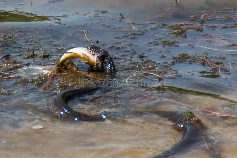 Slang Die Vissen in Rivier Eten Stock Foto - Image of roofdier, jacht ...