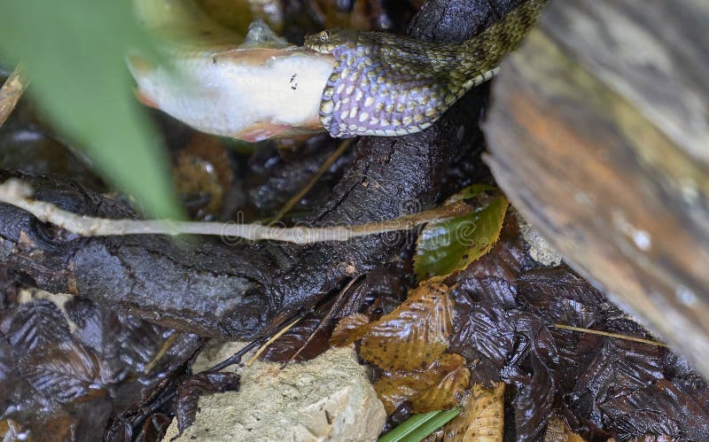 Ei Dat Slang Eet Die Een Ei Slikt Stock Afbeelding - Afbeelding ...
