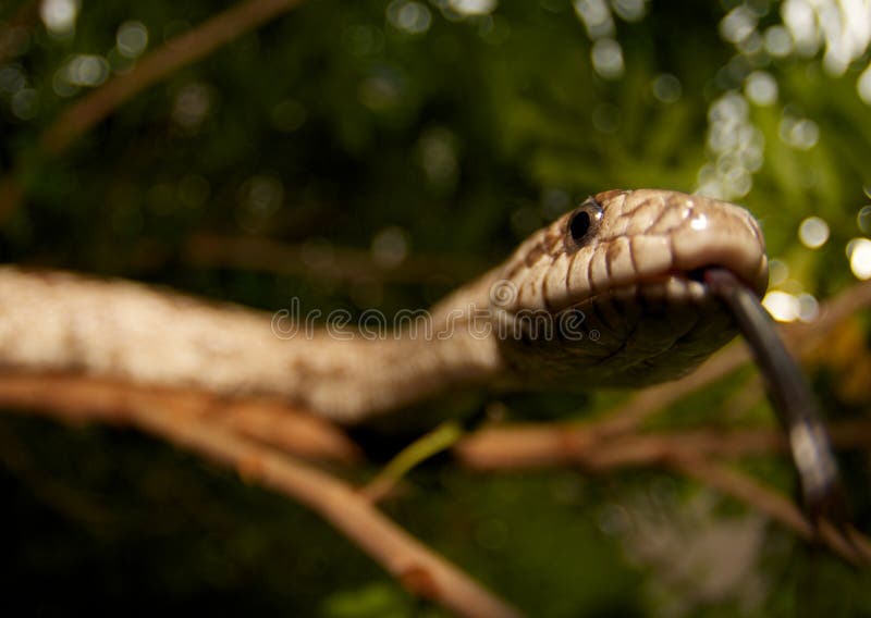 Slang in een boom stock afbeelding. Image of glijden - 17183609