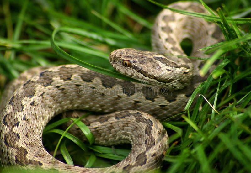 Rattenslang stock afbeelding. Image of hoektand, ratelslang - 922765