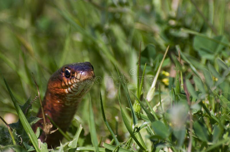 Slang op het gras stock afbeelding. Image of hoofd, dier - 78156795